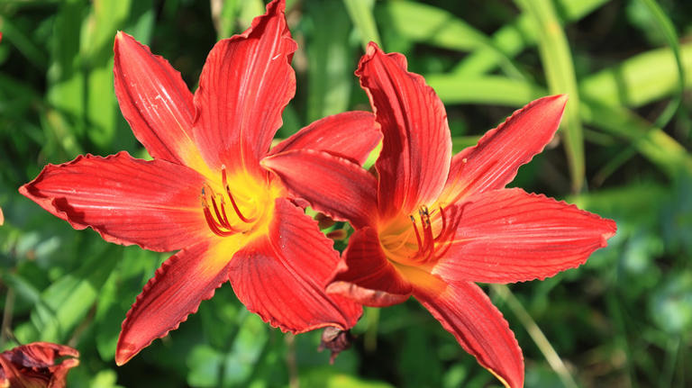 11 Companion Plants To Pair With Daylilies In The Fall For A Stunning ...