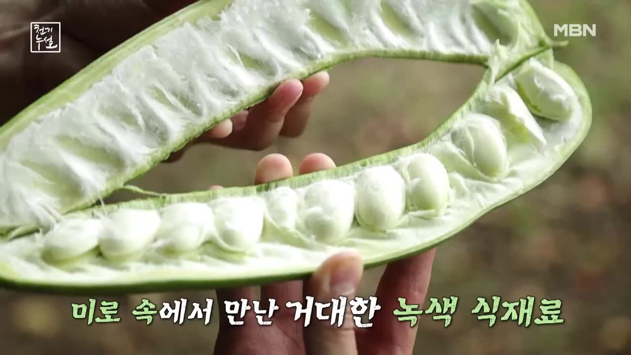 내 몸을 살리는 편식! 그린푸드의 재발견! MBN 250926 방송