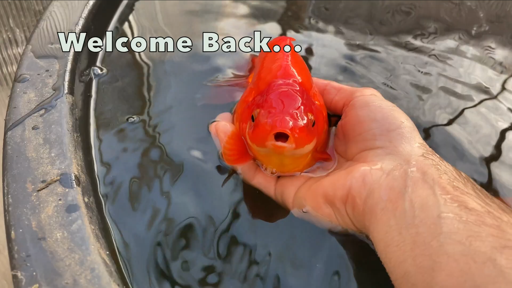 Extreme Goldfish Growth – Power Of Mizuho Feed Revealed