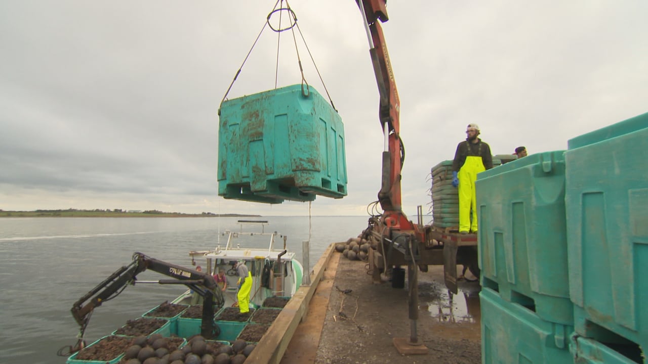 New mussel landing site opening amidst ongoing concerns around Malpeque ...