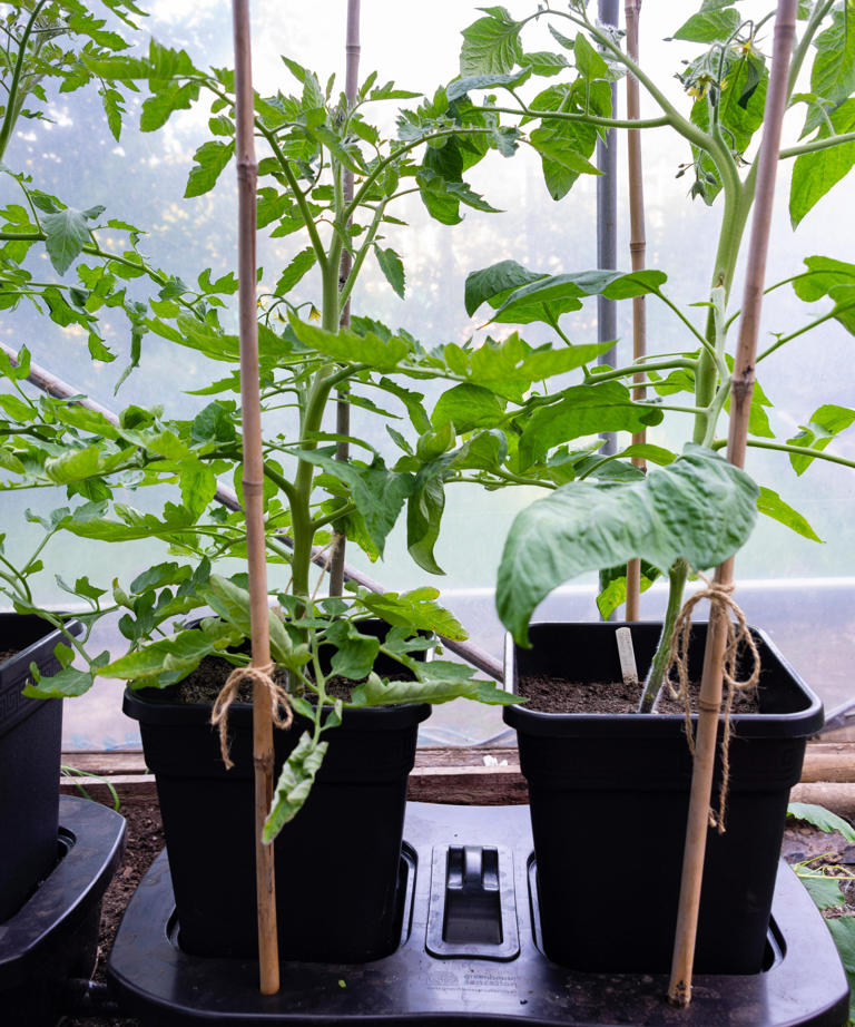 A DIY self-watering planter can solve all your greenhouse irrigation ...