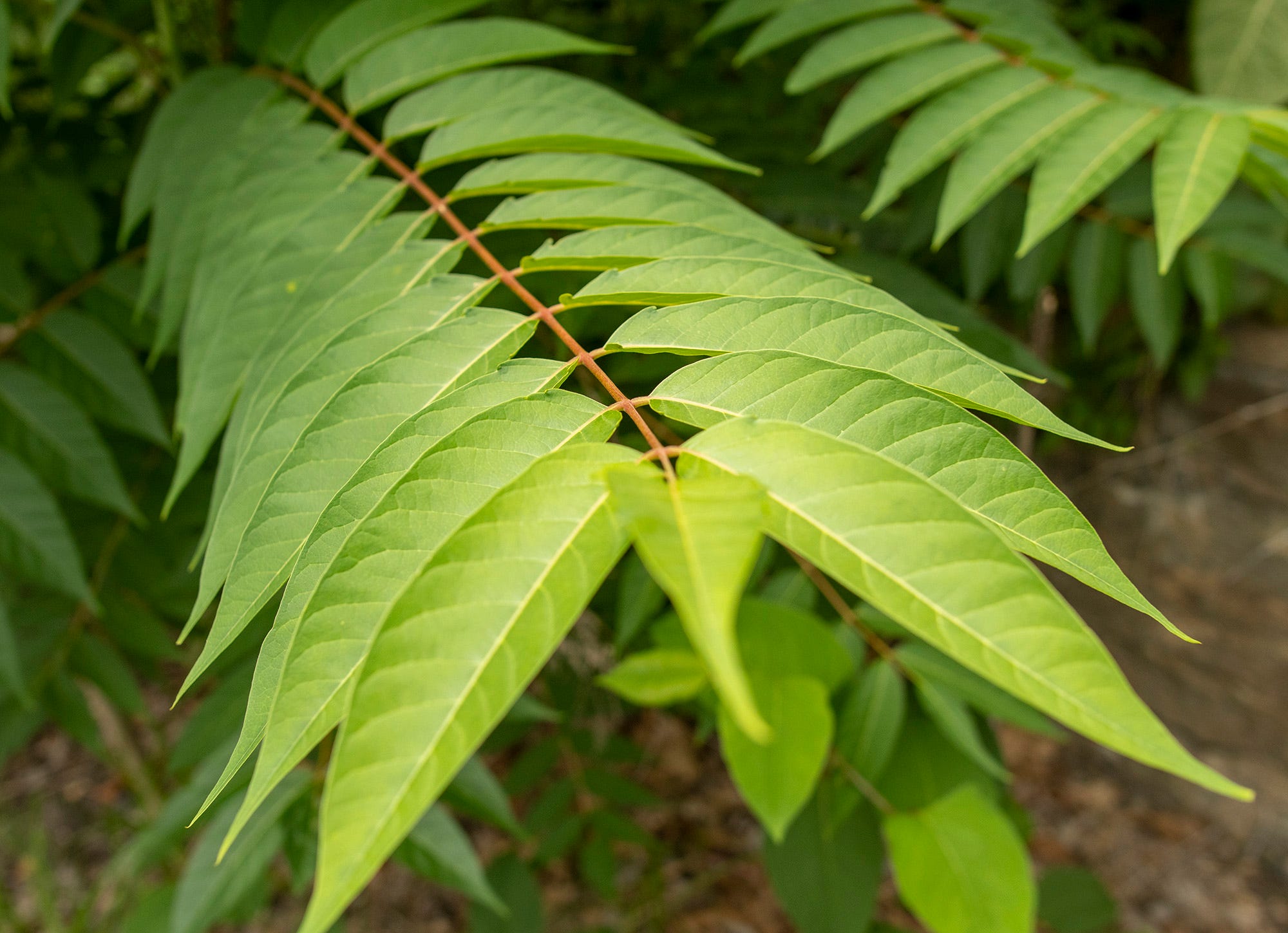 Invasives: Tree of heaven is stinky, toxic and helping the spread of ...