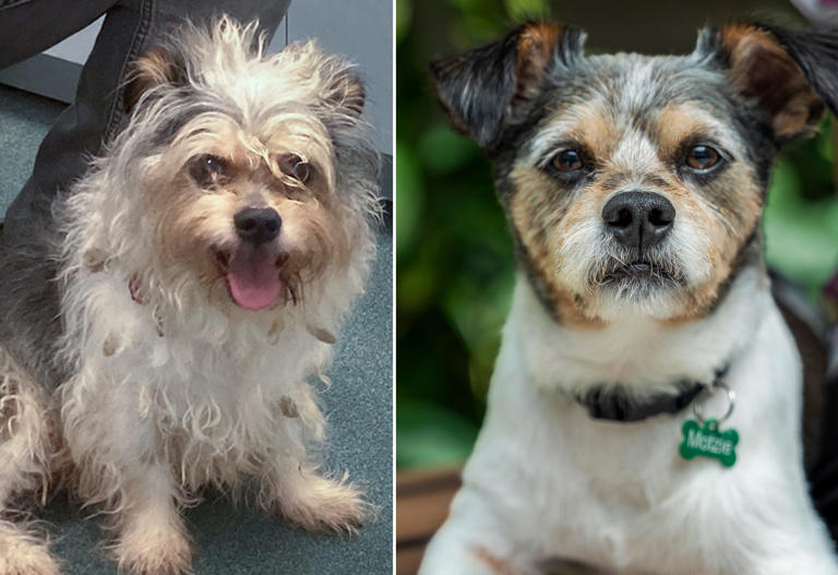 'Tugged at my heart': Hospice patient feared for Motzie, his dog. A ...