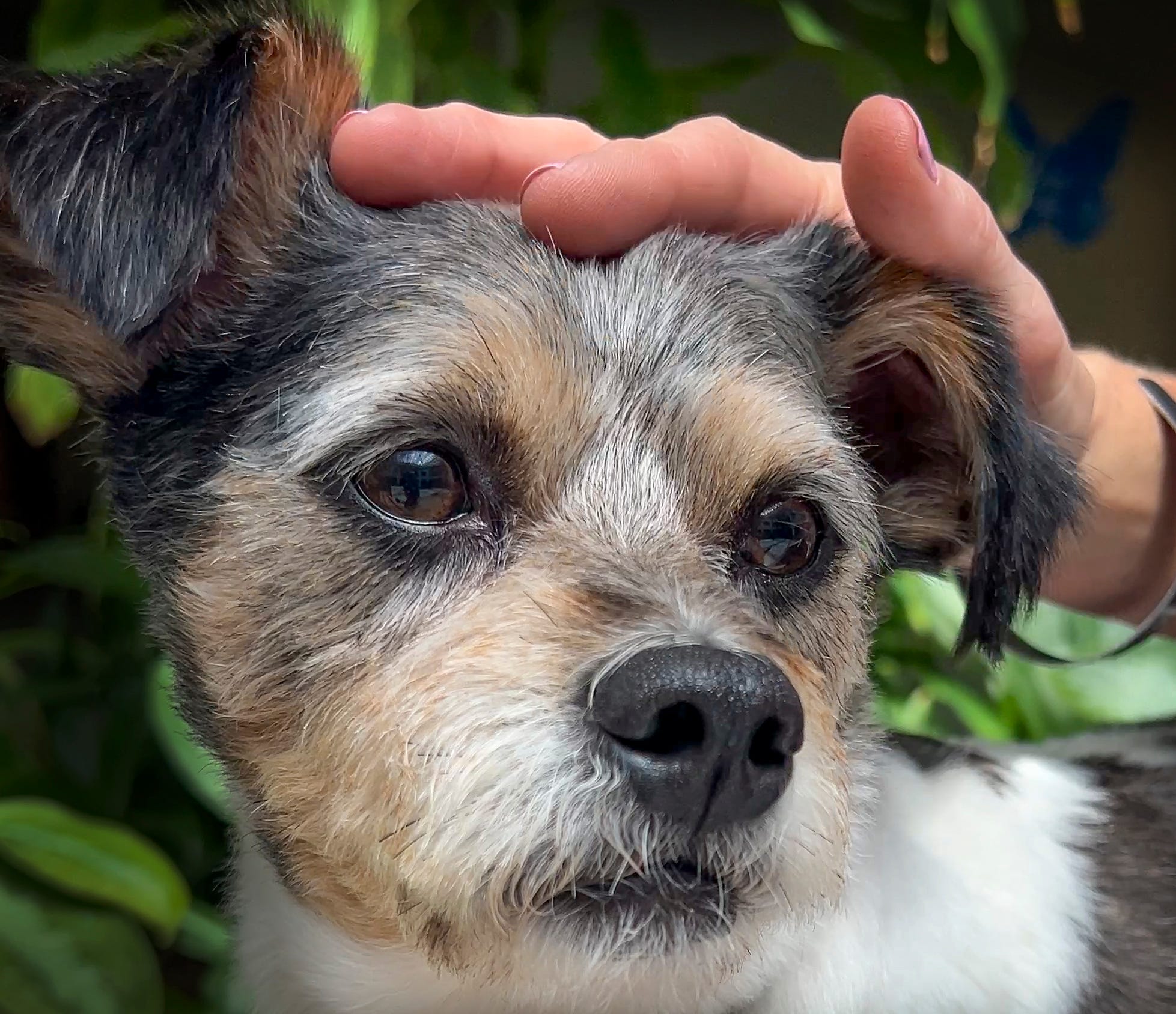 'Tugged at my heart': Hospice patient feared for Motzie, his dog. A ...