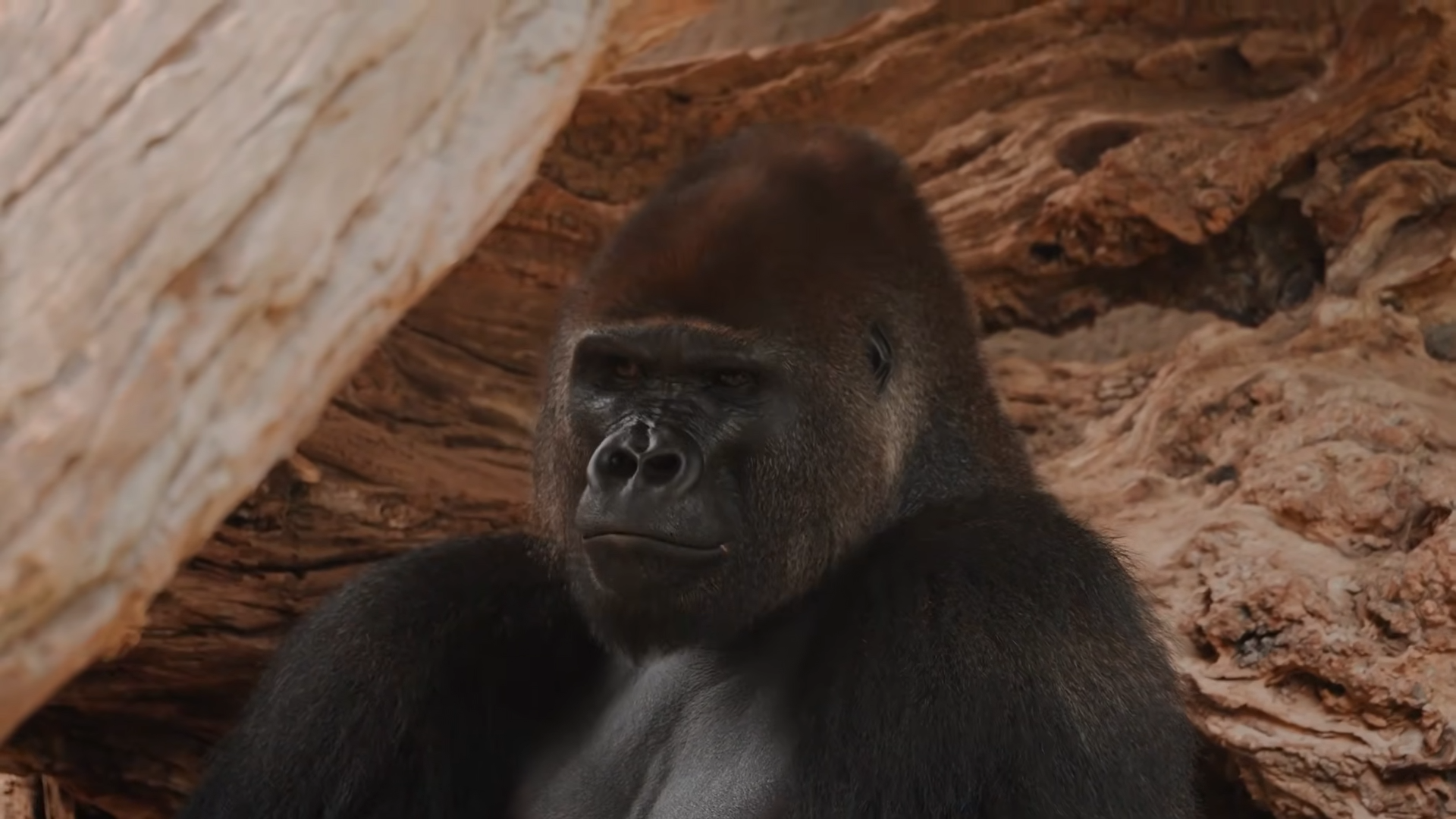 Gigantopithecus: The Giant Ape of Prehistory