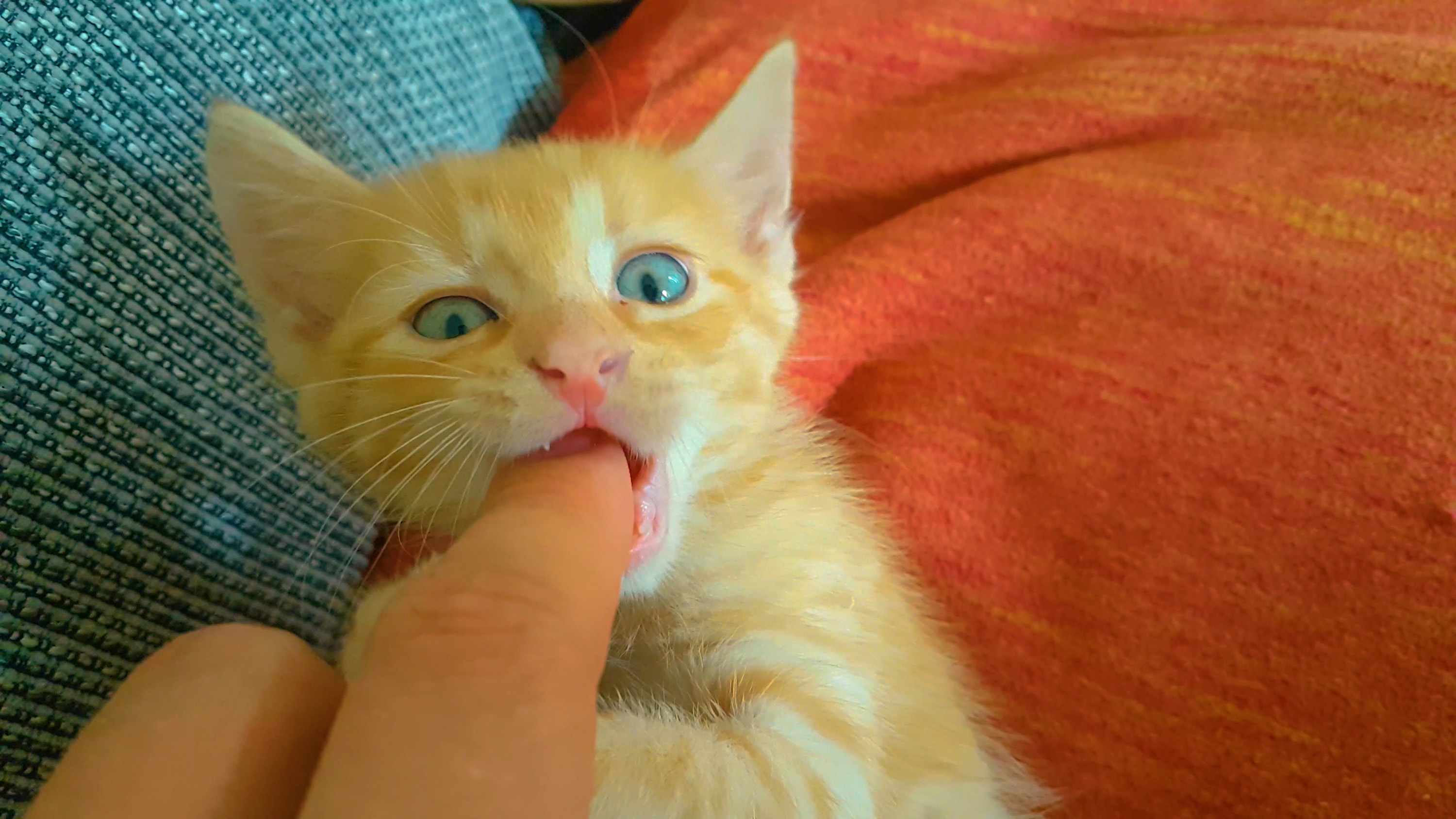 My Pet World: When cat cuddles turn into surprise attacks