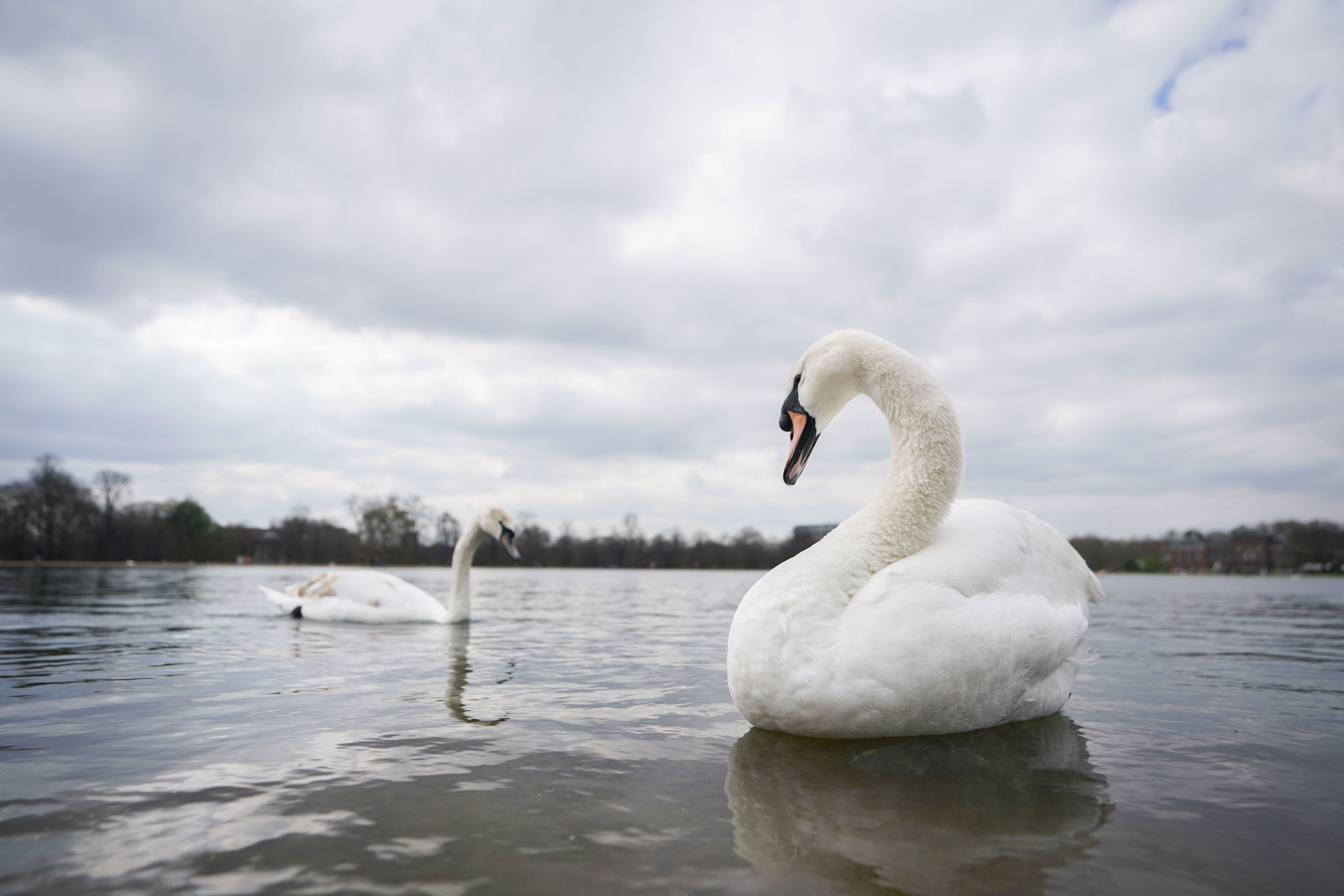 Farage’s claim that migrants are eating swans rejected by Royal Parks