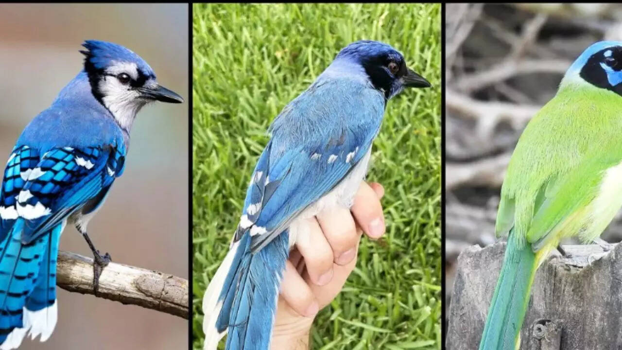 Rare green-blue hybrid jay discovered in San Antonio after 7 million years of separation