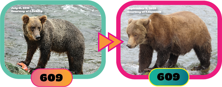 It’s Fat Bear Week 2025! Who are you voting for?