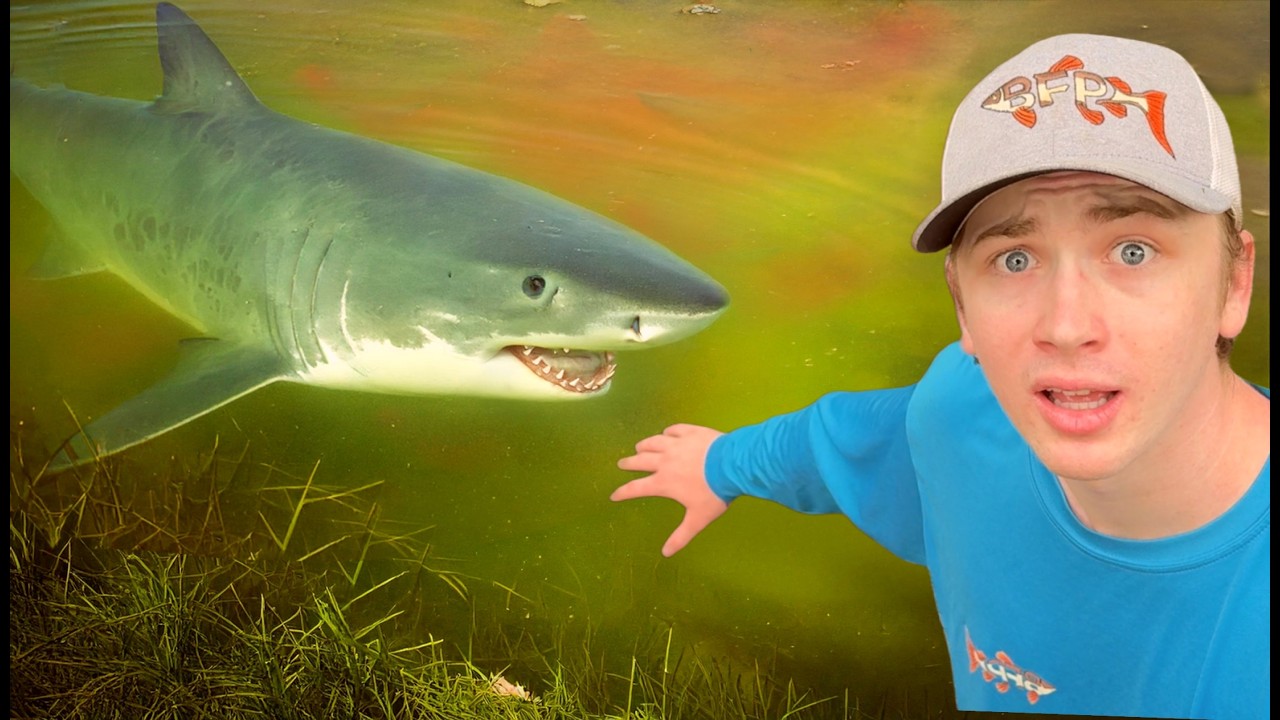 I Caught A Shark Living In My Pond