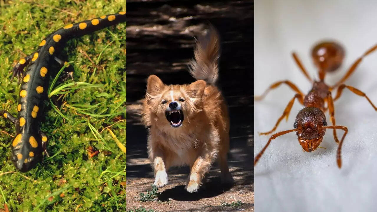 Heat makes animals more aggressive: Research shows which species are ...