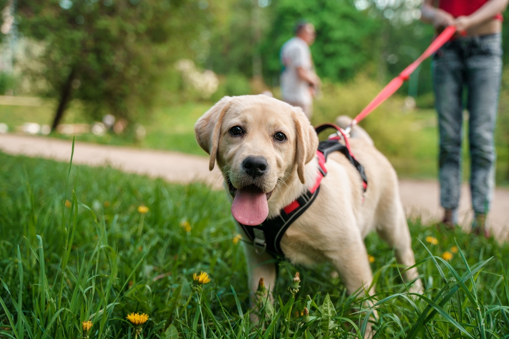 New Research Reveals How Dogs Shaped Family Life During Corona