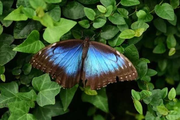 5 Unique Blue Animals You Have Never Heard Of