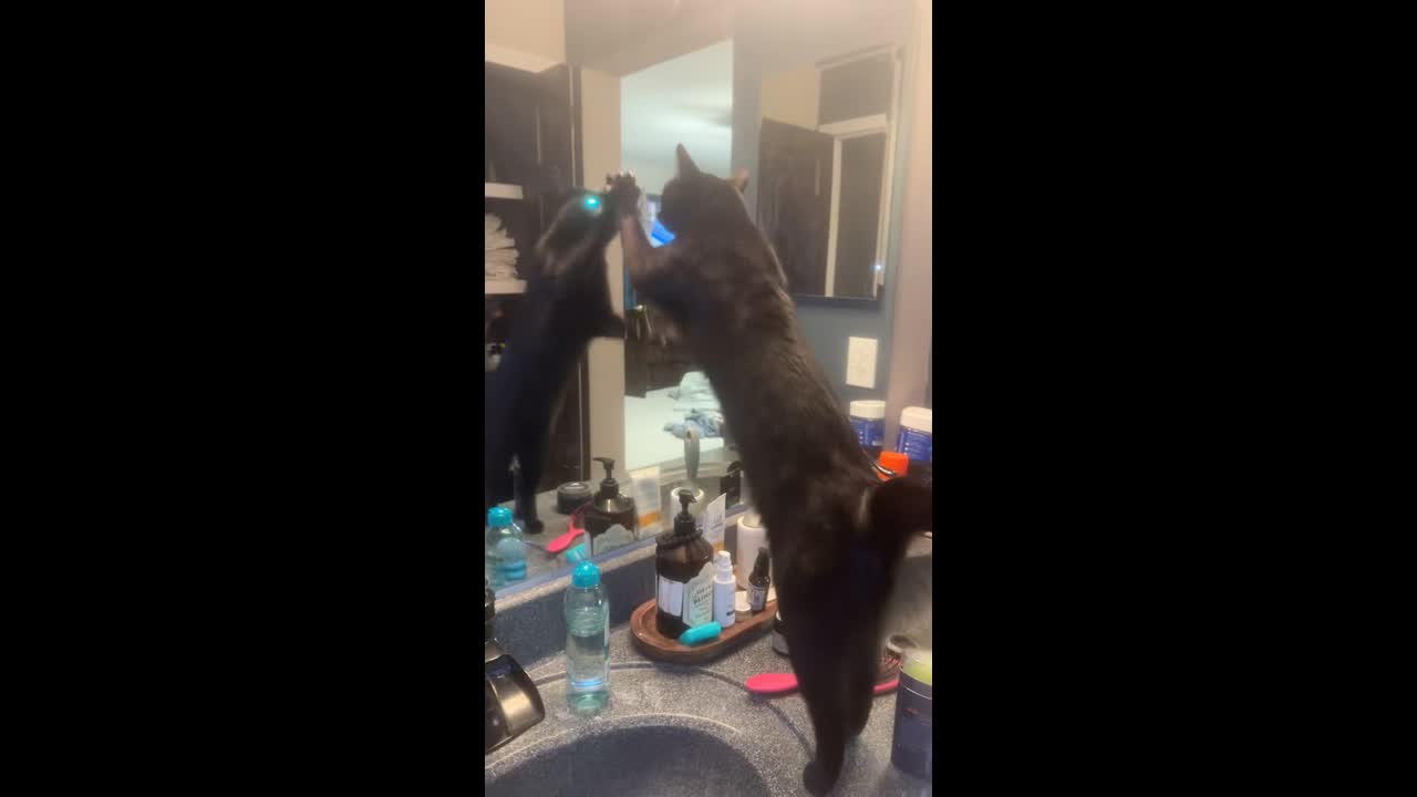 Black cat hilariously fights its own reflection in Michigan, USA