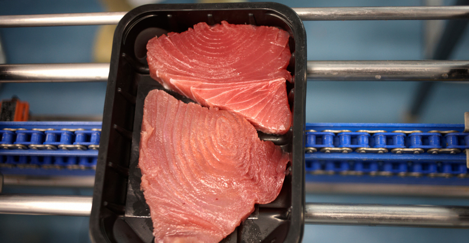 The environmental impact of eating tuna