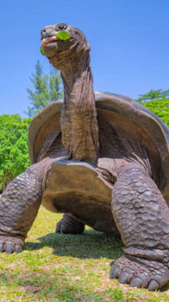 10 animals that live for over 100 years