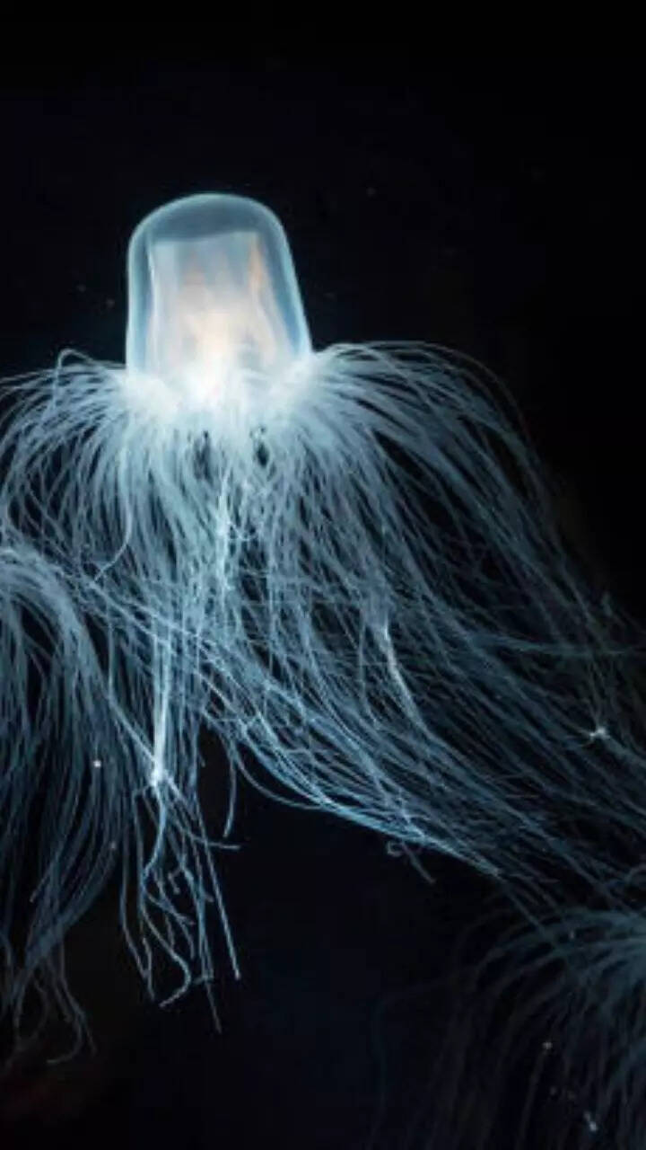 10 animals that live for over 100 years