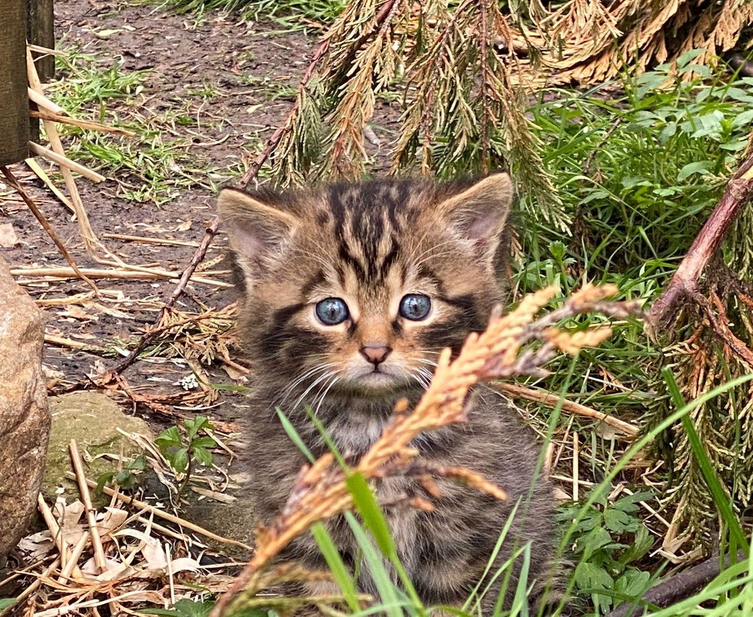 Critically endangered Scottish wildcat kittens caught on camera for the ...