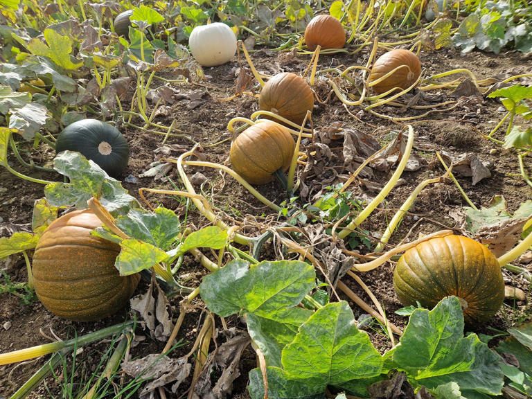 I visited the West Sussex pumpkin patch where you'll find giant ...