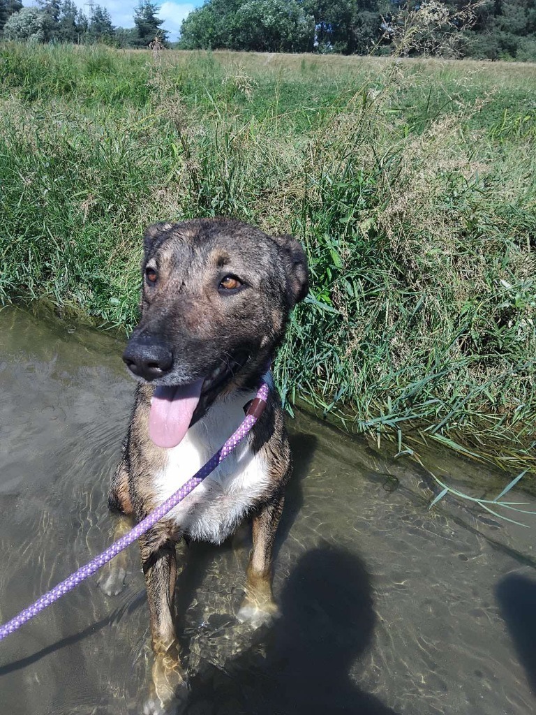 Dog Still Looking For Forever Home After Over 1,000 Days In Shelter ...