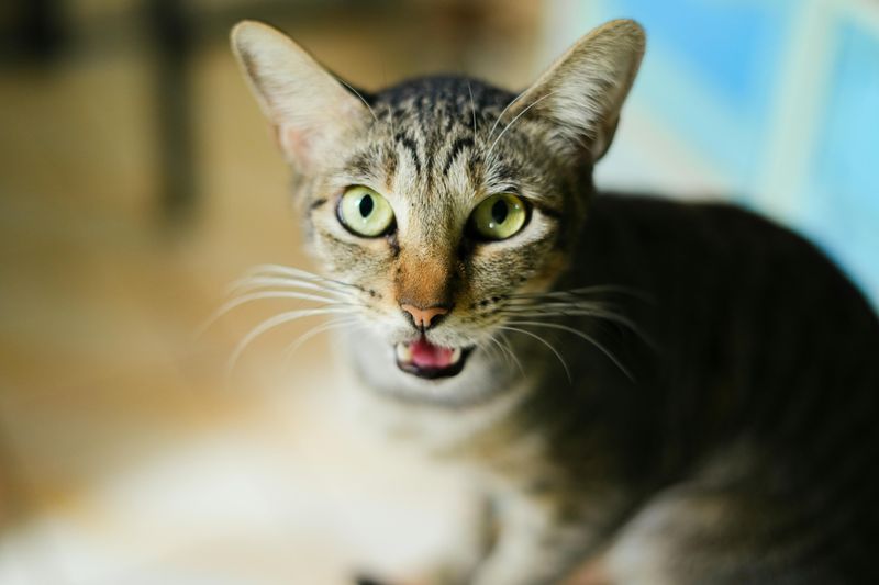 10 Noises Your Cat Makes And What They Mean