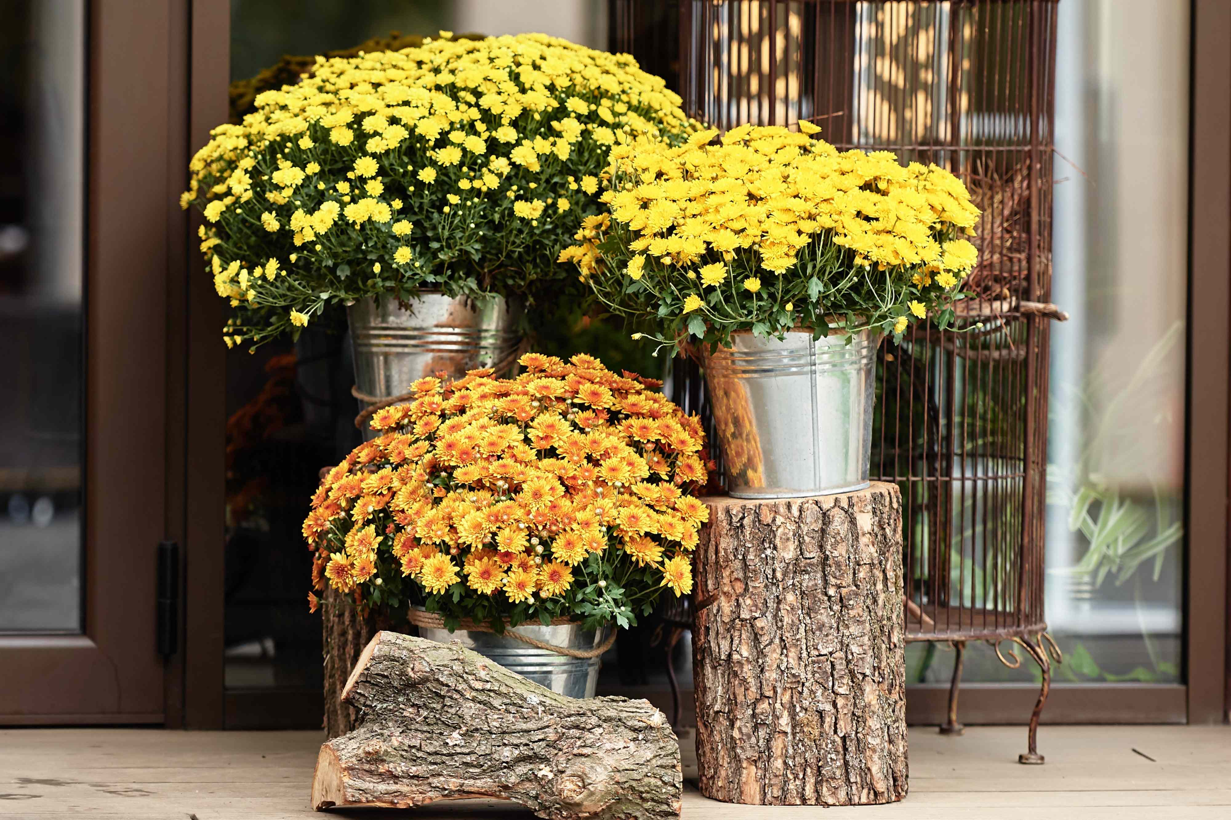 Here's Why You Should Soak Your Fall Mums in a Bucket of Water ASAP