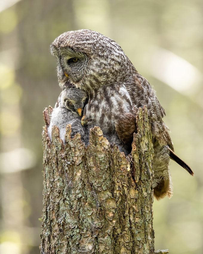 Go Owling With Owl Tracker A.J. Berard