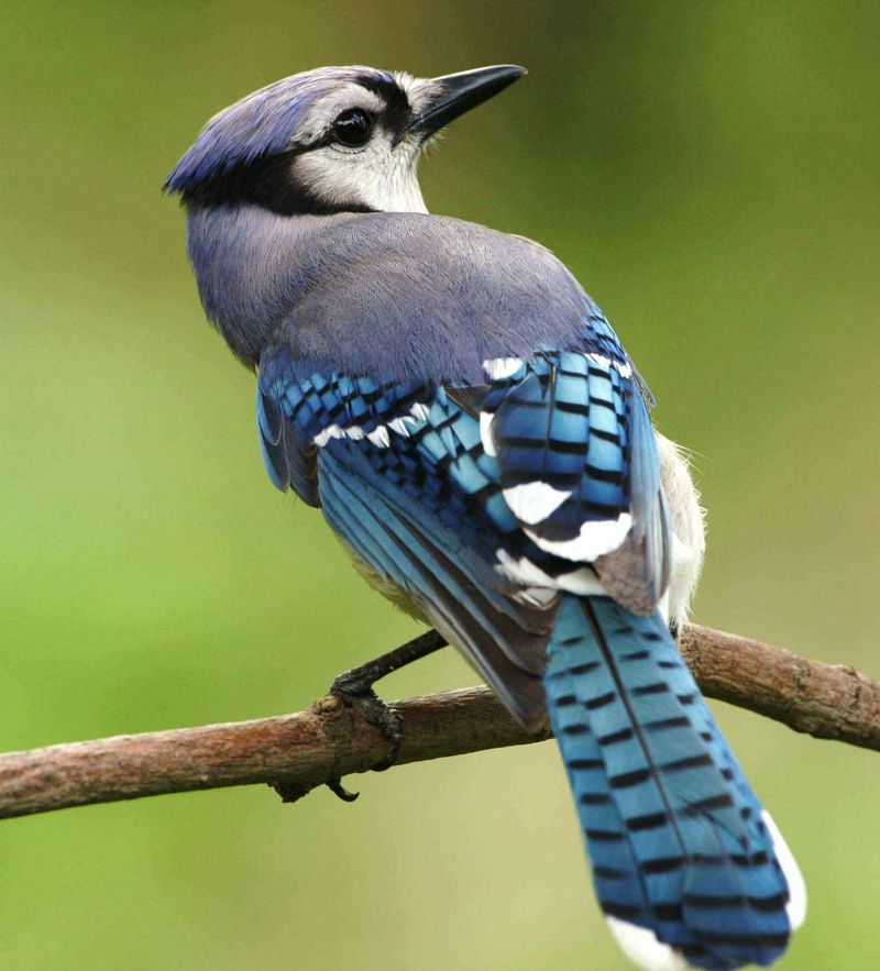The Unexpected Messages Blue Jay Sightings Carry
