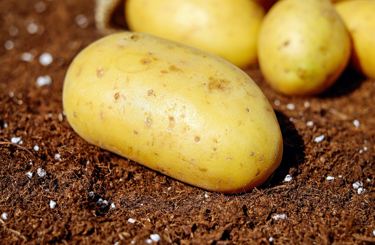 The Science of Sustainable Agriculture and Soil Health