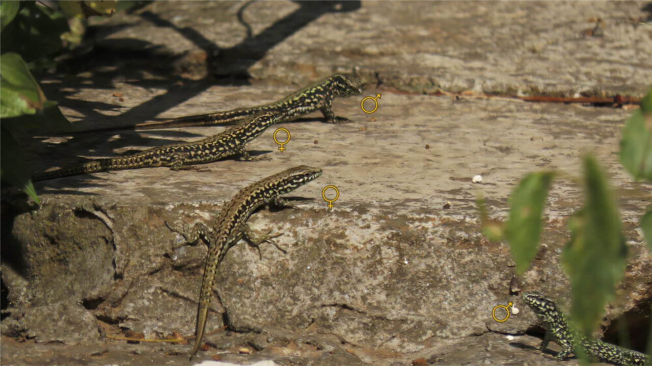 City lizards turn out to be surprisingly social