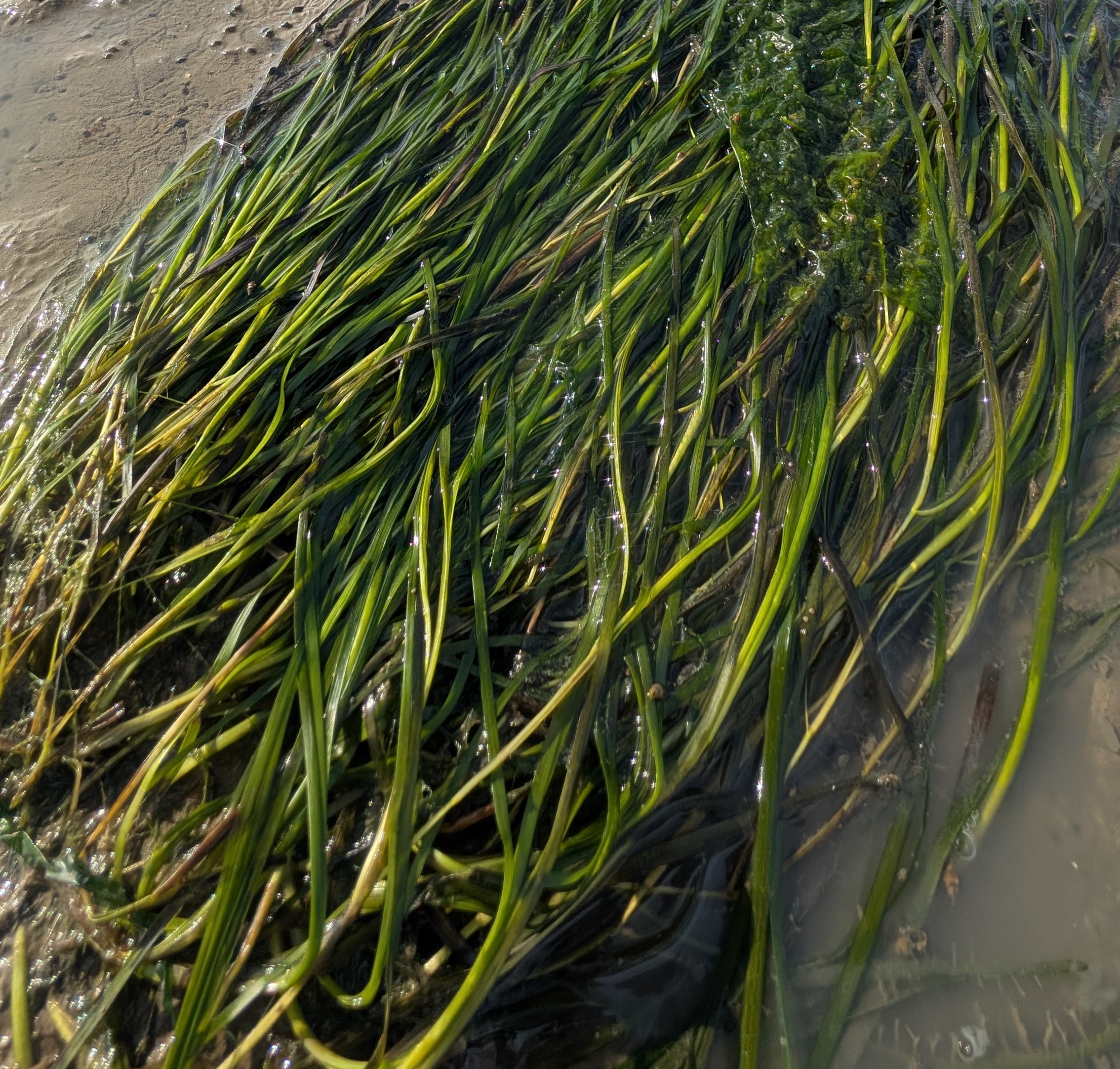 Innovative project sees Seagrass begin to flourish in the Hamble for ...