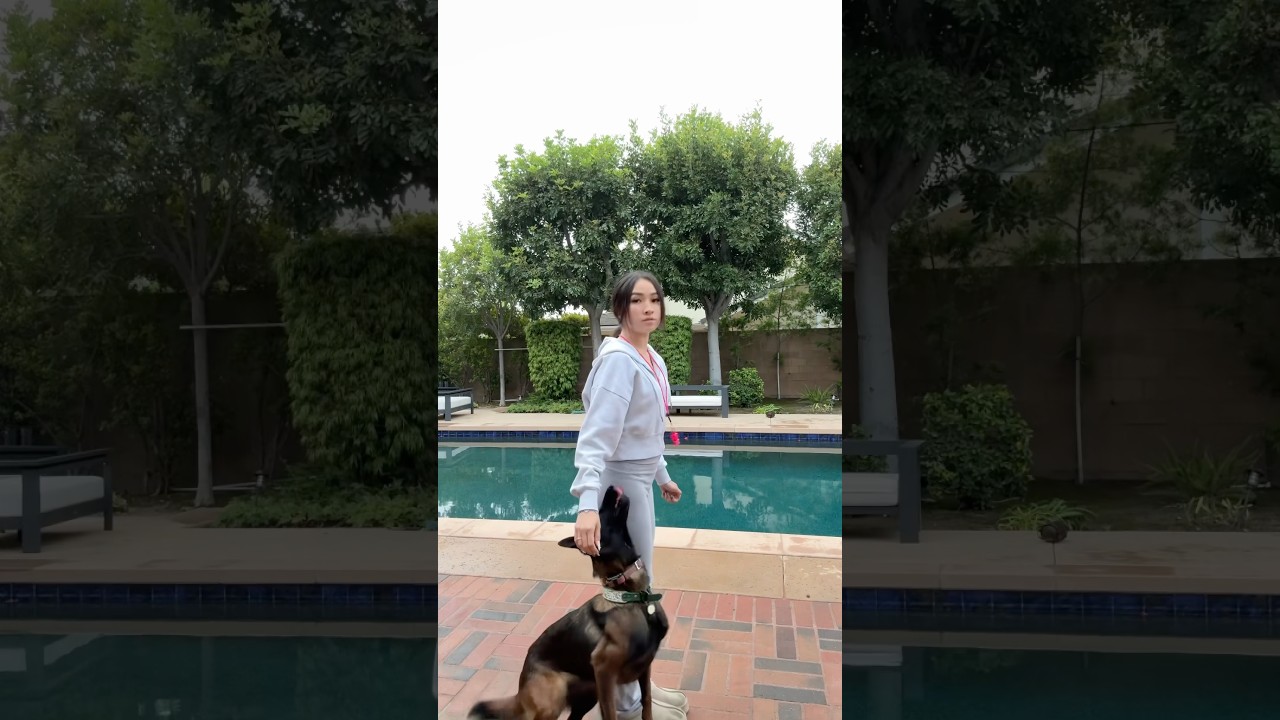 Learn how to train a two-year-old Belgian Malinois with patience