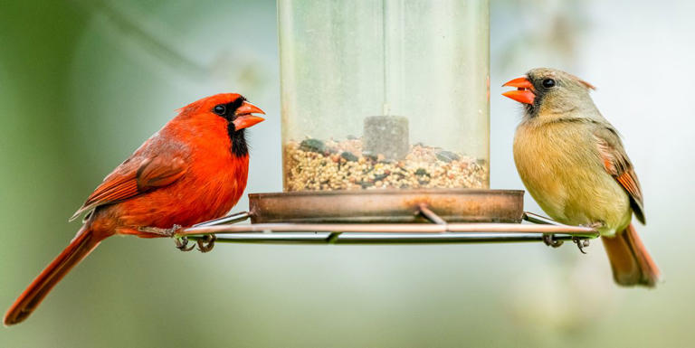 Is It Okay to Leave Your Bird Feeder Up Year-Round?