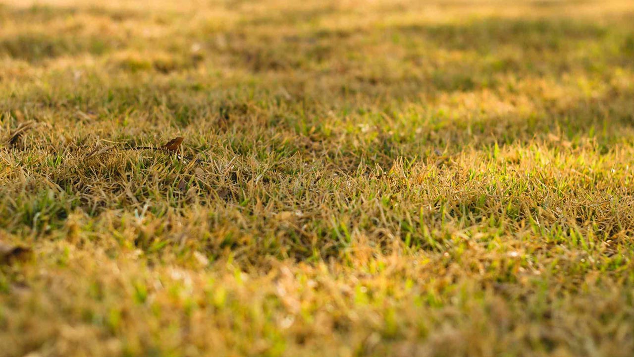 9 Reasons Your Lawn Is Starting To Turn Yellow