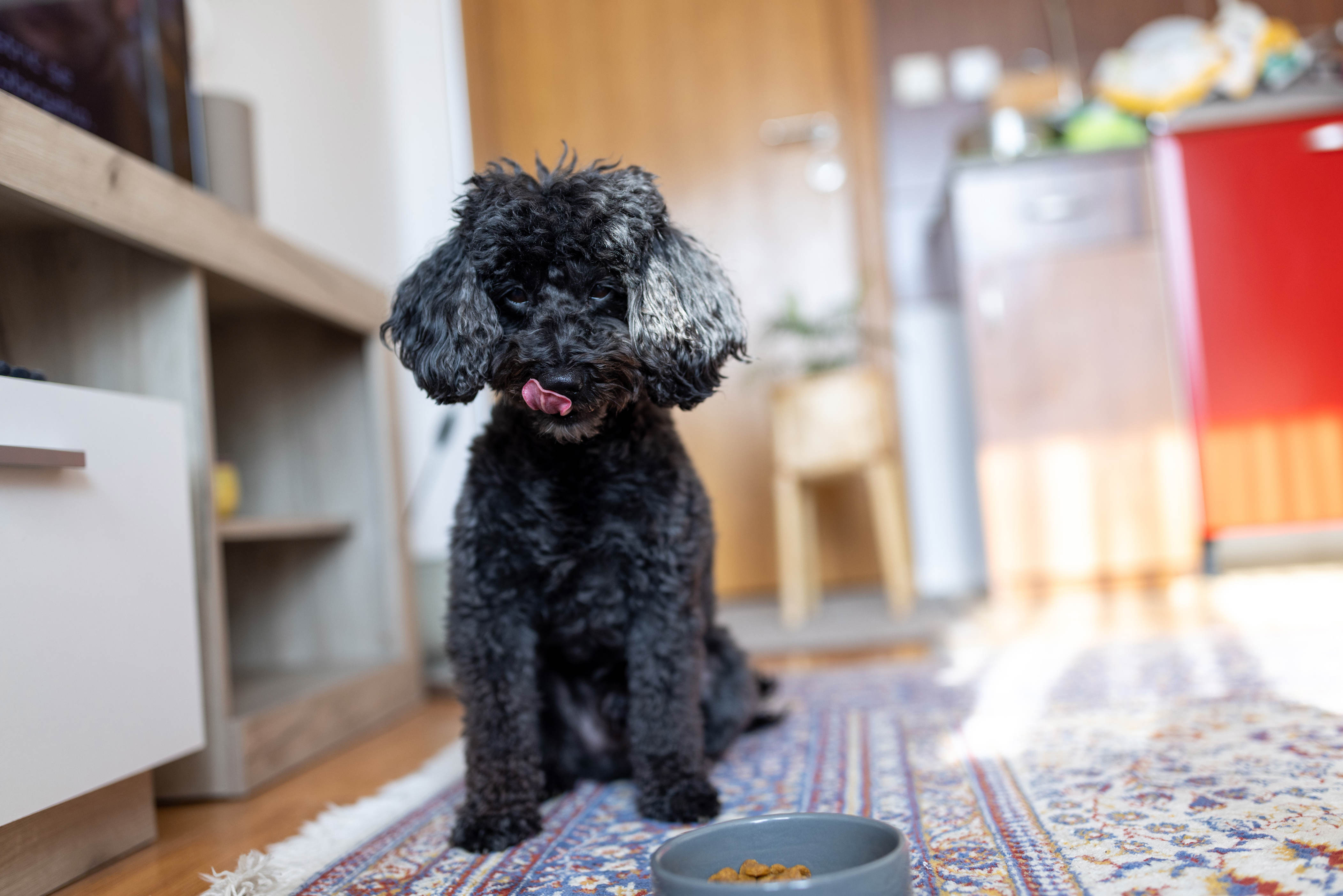 Poodle Faces Hilarious Problem While Eating—Sitters Know Just What To Do