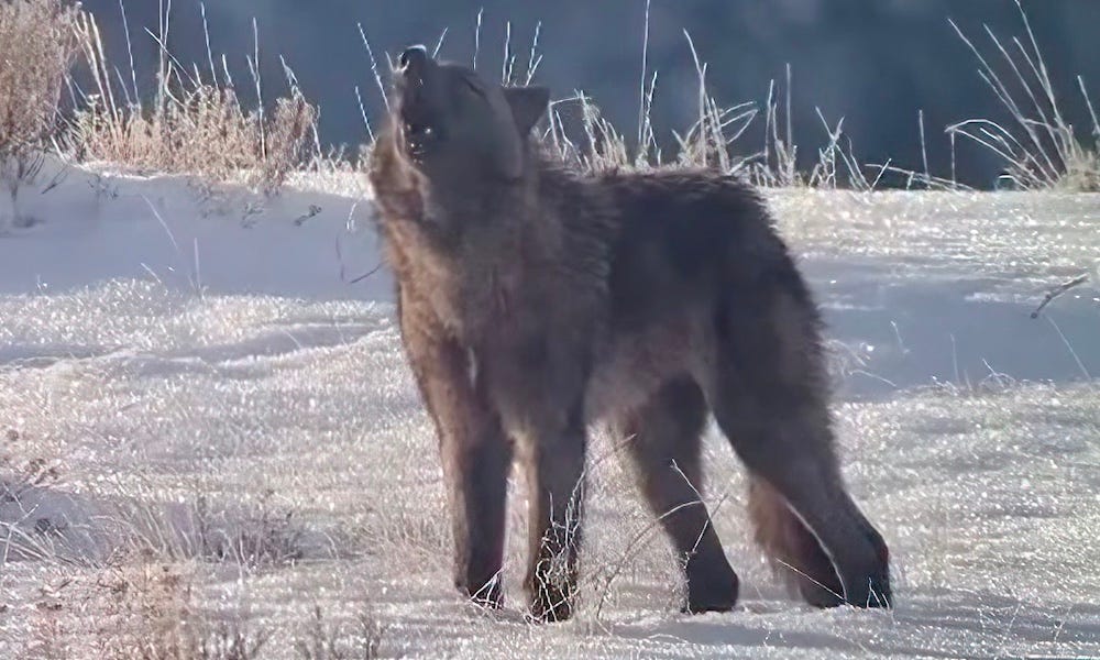 Yellowstone wolf killed by Montana hunter, will others suffer same fate?