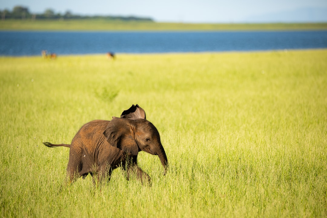 Predators Ranked by How Often They Avoid Human Contact, Research Suggests
