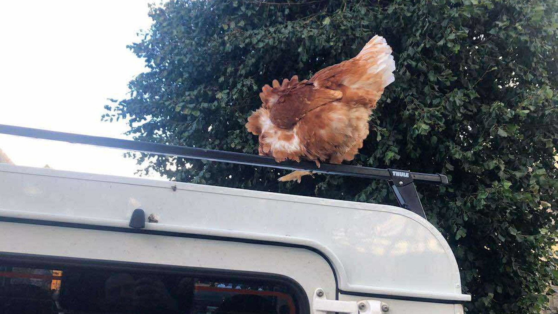 Runaway chicken hitches lift for 25 miles on back of Land Rover
