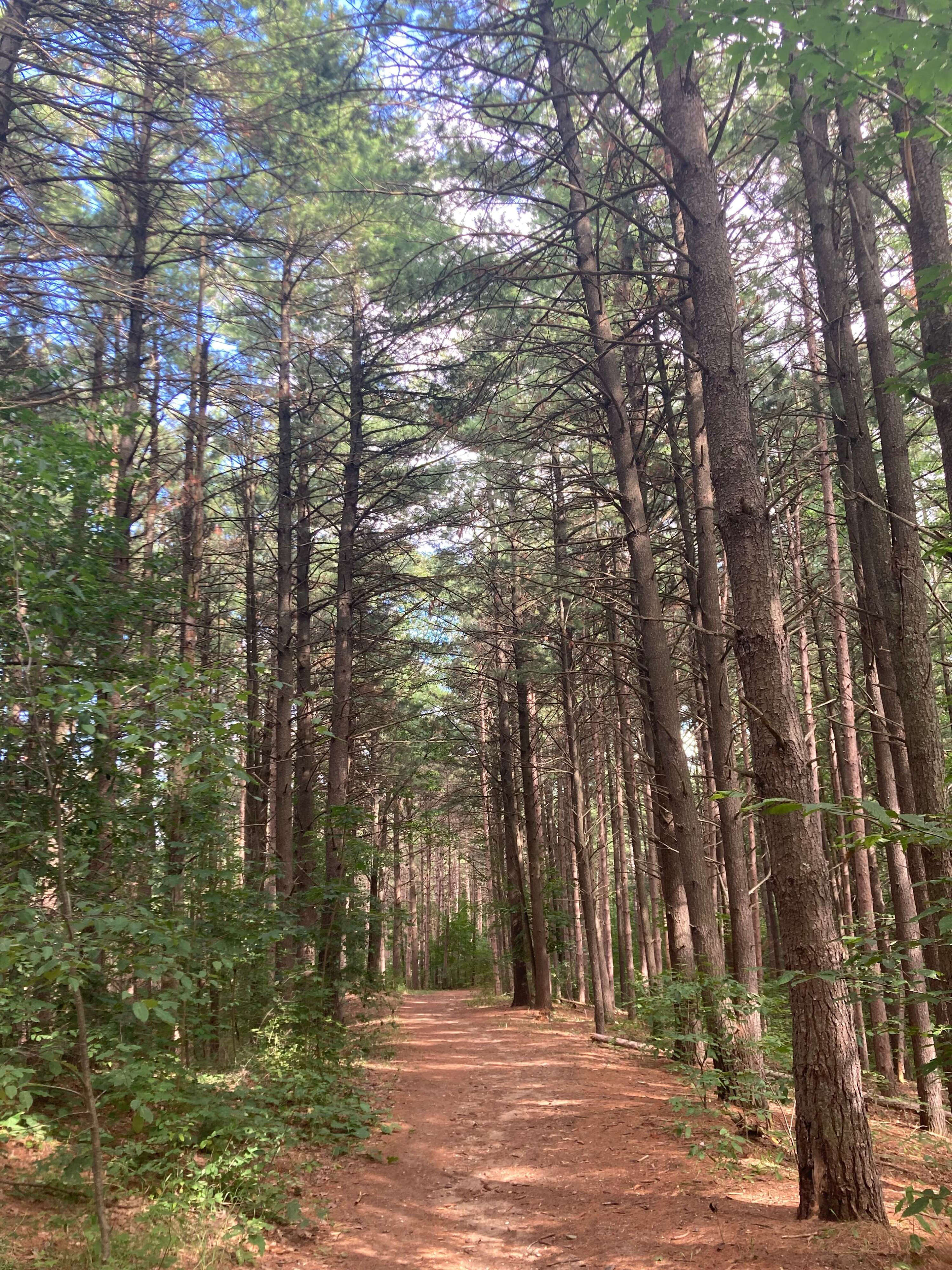 6 cool trails near Traverse City that are perfect for a fall hike Up North