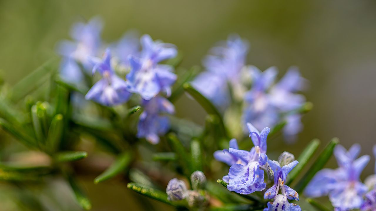 People are burning rosemary indoors on 1 October – it's rooted in ...