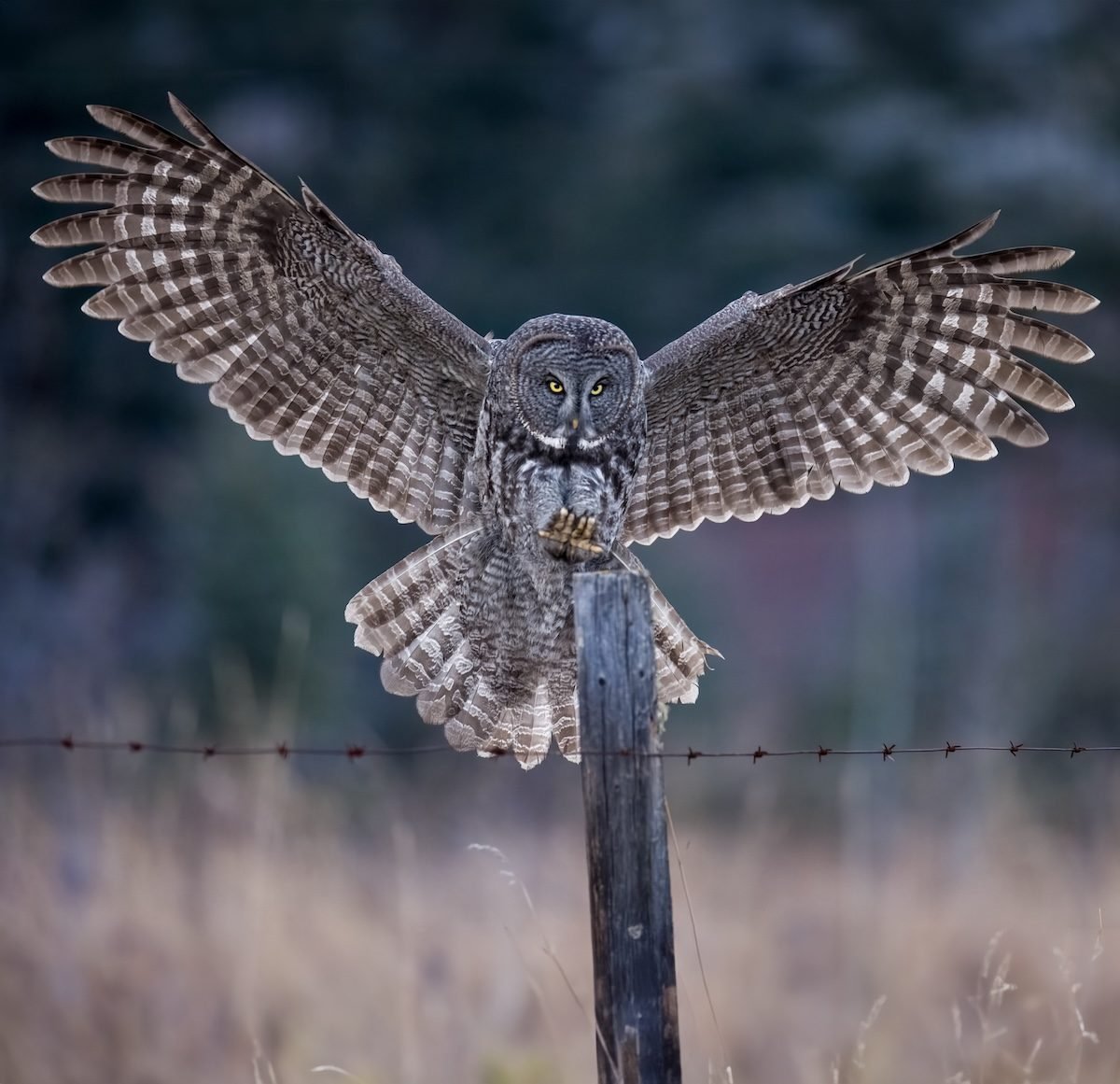Go Owling With Owl Tracker A.J. Berard