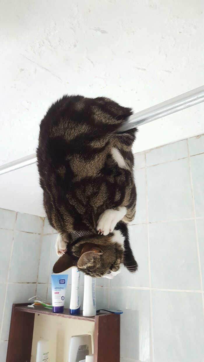 Cat Owners Share The Weirdest Places Their Cats End Up In (49 Pics)