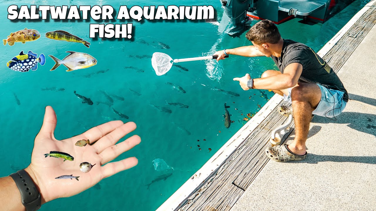 Netting tropical fish: watch the excitement unfold!
