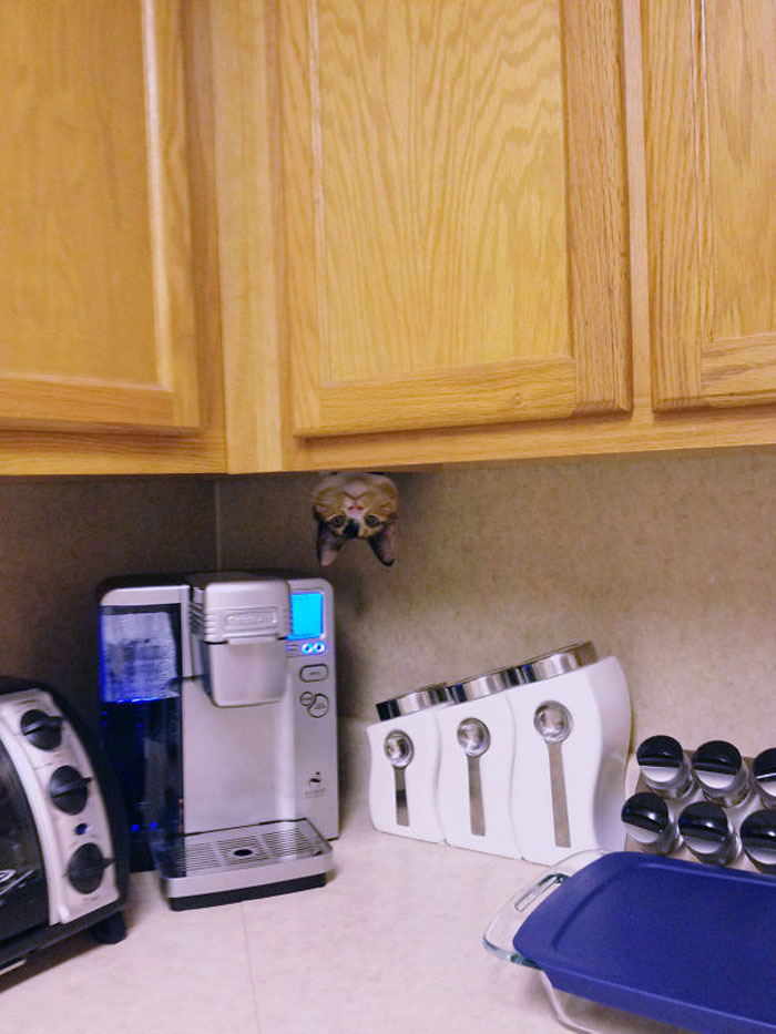 Cat Owners Share The Weirdest Places Their Cats End Up In (49 Pics)