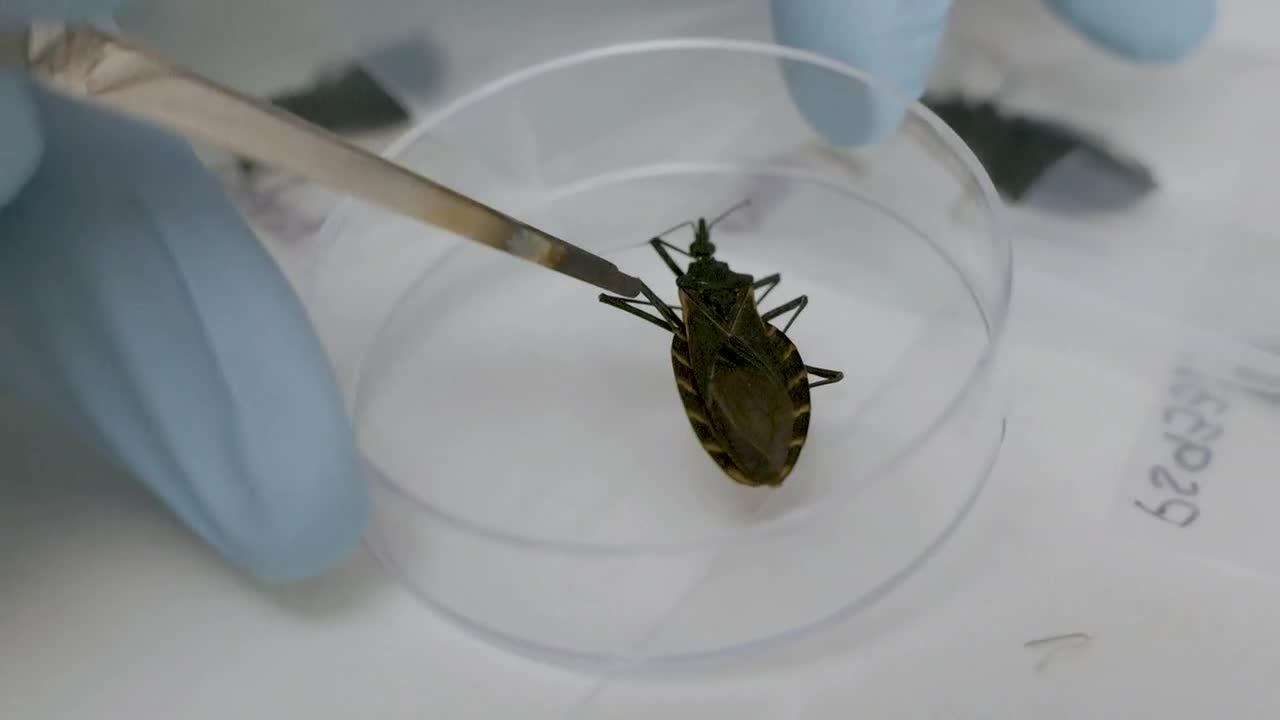 Here’s what to know about Chagas disease, and why it matters