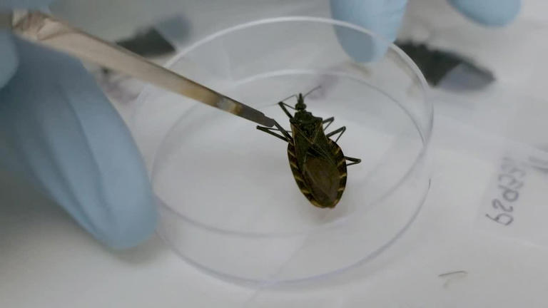 Here’s what to know about Chagas disease, and why it matters