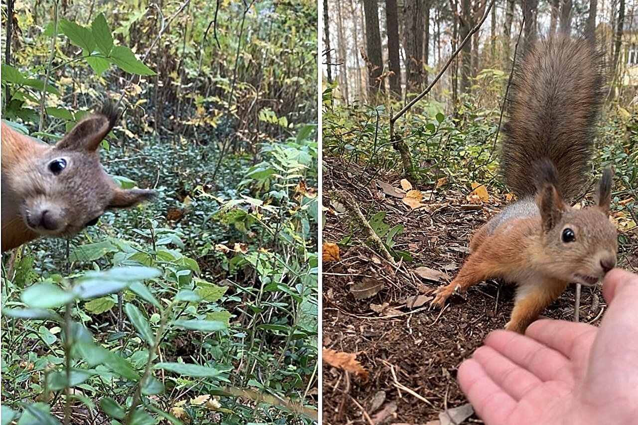 How human activity impacts urban squirrels' problem-solving abilities