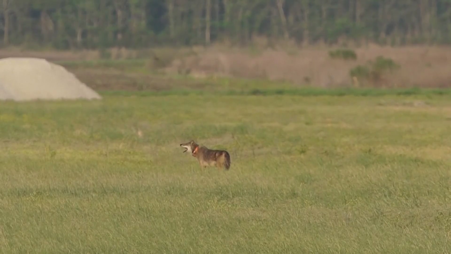 Red wolf recovery program focuses on ecosystem restoration