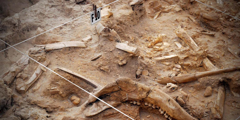 Are We on the Brink of Mass Extinction? What Paleontology Teaches Us ...