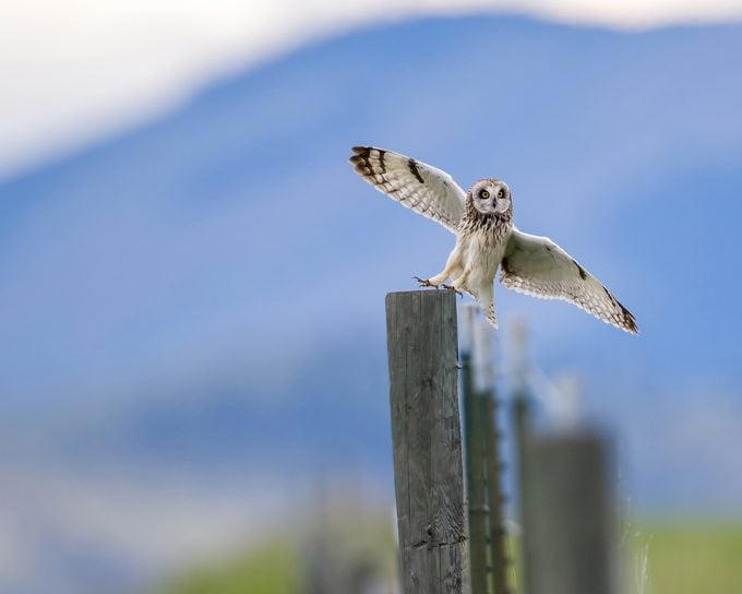 Go Owling With Owl Tracker A.J. Berard